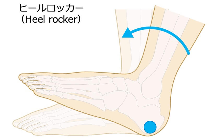 ロッカーファンクションとは？骨と筋肉と爪が果たす走力・歩行力UPの役割